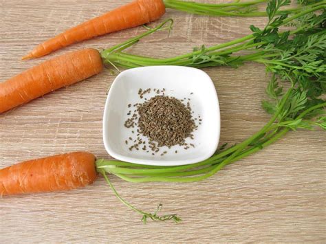 How To Save Carrot Seeds Understanding Pollination Melissa K Norris