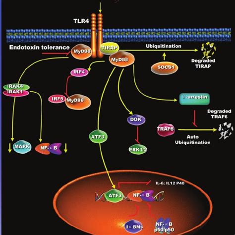 Tlrs Tlr Ligands And Localization Of Tlrs Tlr2 Tlr2 1 Or Tlr2 6