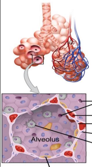 Alveolar Duct Structure Diagram Diagram Quizlet
