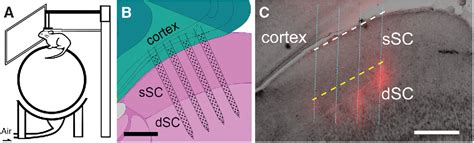 Figure 1 From Segregation Of Visual Response Properties In The Mouse Superior Colliculus And