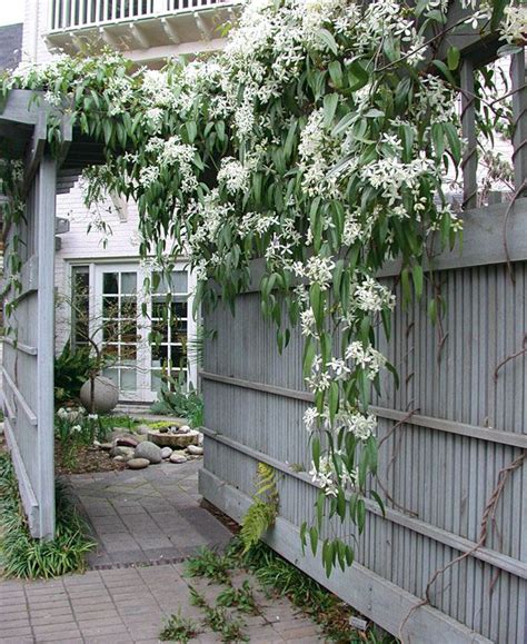 Evergreen Clemantis Want This For The Privacy Trellisarbor Addition