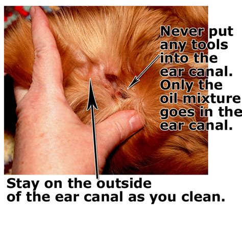 How Long Does It Take To Eliminate Ear Mites In Dogs