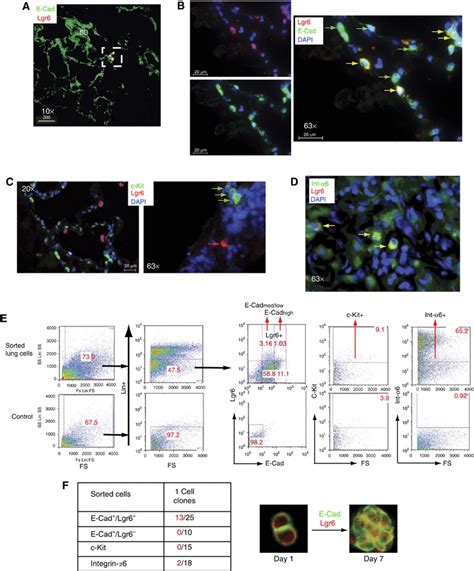 Isolation Clonal Expansion And In Vitro Characterization Of Human Lung Download Scientific