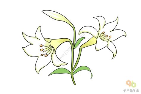 漂亮的百合花简笔画百合花简笔画