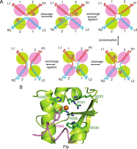 Flp Mediated Site Specific Recombination A The Recombination