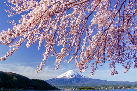 도쿄 출발 후지산 일일 투어 가와구치코 야마나카호 쇼지코ㅣ데이오프