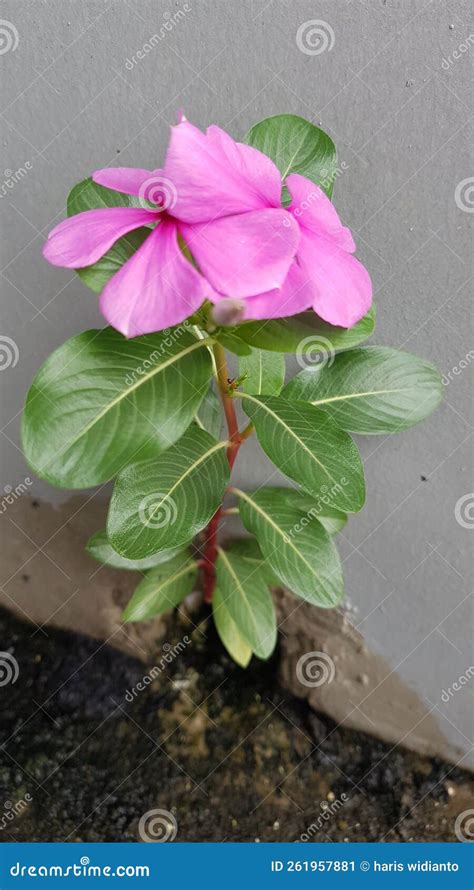 Las Flores Crecen En Las Paredes De Mi Casa Son Tan Hermosas Imagen De
