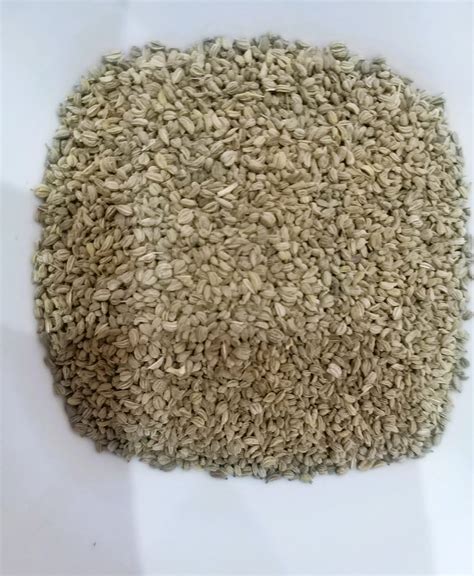 Ajwain Ke Fayde क्या आप जानते हैं अजवाइन के ये 11 फायदे आयुर्वेद