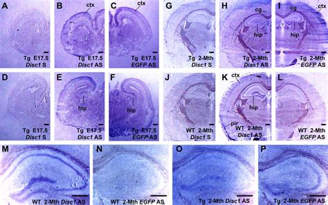comparable temporal and spatial patterns of expression of truncated and