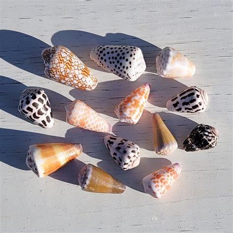 Hawaiian Cone Shell Etsy