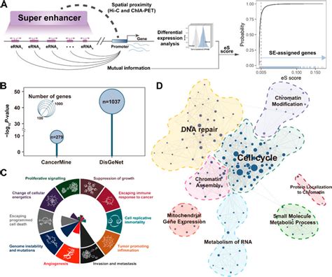Frontiers Super Enhancer Driven Core Transcriptional Regulatory