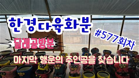 2024년 7월 10일577회차영상 한경다육화분 수제공방분 공방분 다육화분 화분 다육이 다육식물 한경화분 야생화 아프리카식물 Youtube