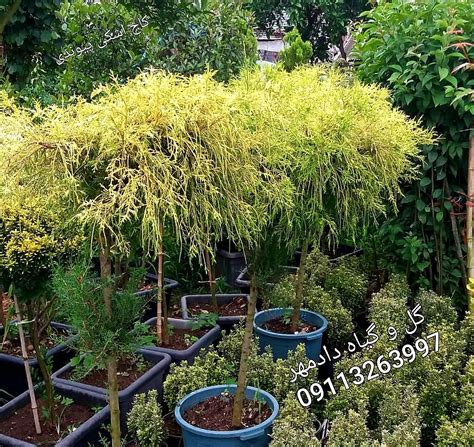 فروش سرو ساوارا سرو اشکی بدون واسطه ، همه سایز داداگل گل و گیاه