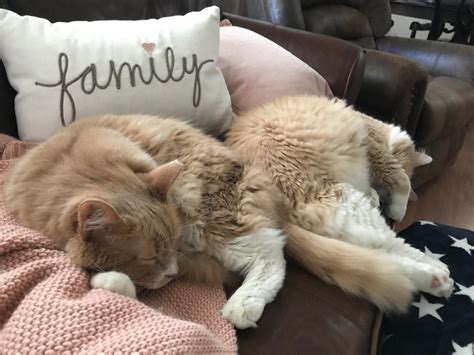 Im Dealing With A Rough Breakup Im Lucky To Have This Floofs