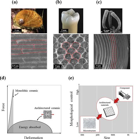 architecture weak interfaces and interlocking principles in biological