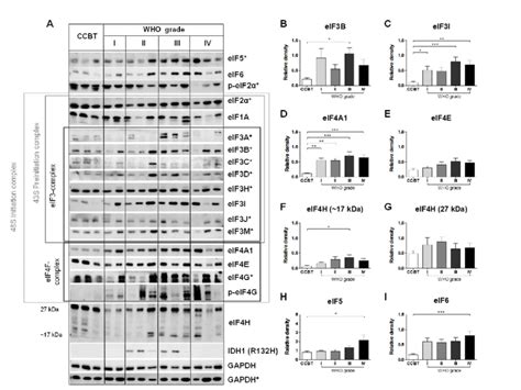 Basic Characterization Of Various Eukaryotic Initiation Factors Eifs