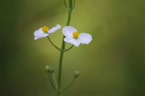 Sagittaria Aginashi Aginashi