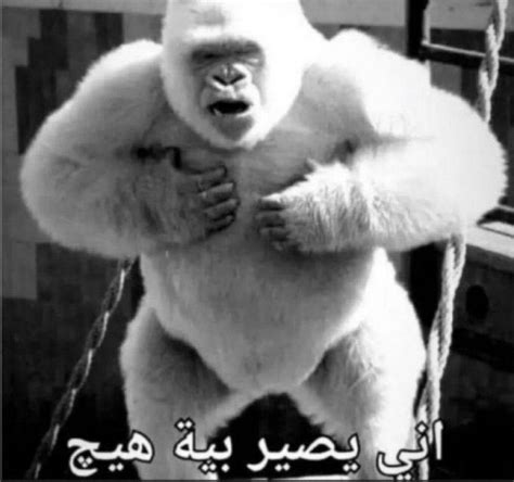 نواف التميمي 📊 On Twitter P4ligdle5e Twitter