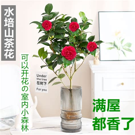 水培植物香妃山茶花盆栽带花苞鲜切大花卉室内四季五色赤丹好养活虎窝淘