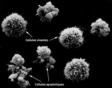 L Apoptose RN Bio