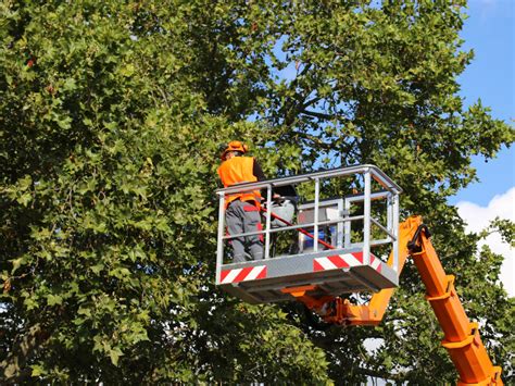 Tree Trimming Pruning Clayton S Tree Service Maryland