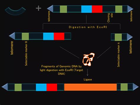 Biotechnology Yeast Artificial Chromosome Cloning Vector Pptx Genetics Science