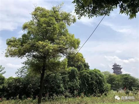 再添网红地 城区6000平米休闲绿地年内建成 改造