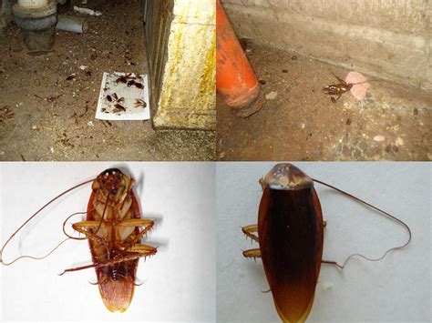 American Cockroach Management Practical Strategies And Solutions
