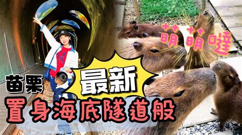 彷彿置身海底隧道 南斷橋秘境 舊山線鐵道自行車 哈比丘 苗栗一日遊 YouTube