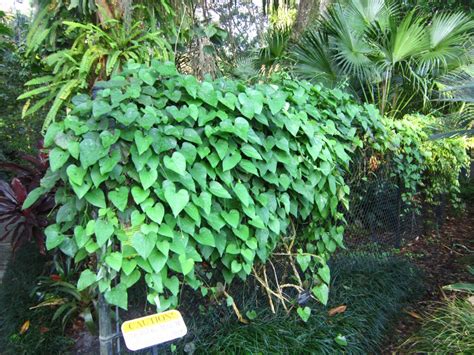 Grow Up DIY Trellis Structures Miss Smarty Plants