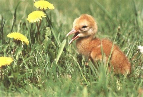 Sandhill Crane Chick Grus Canadensis 캐나다두루미 Image Only