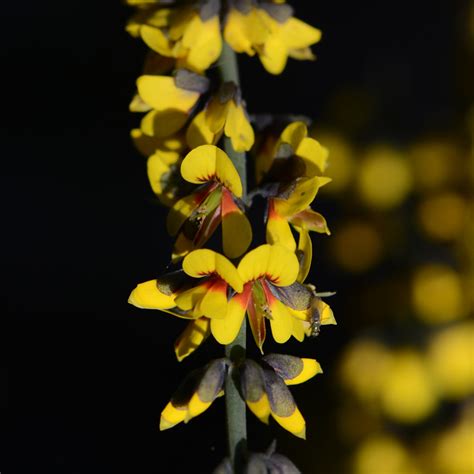 Australian Wild Flower Sphaerolobium Medium Leafless Pea