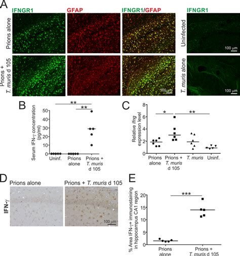 Astrocytes Express High Levels Of Ifn γ Receptor 1 Ifngr1 In The Download Scientific Diagram