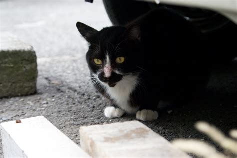 猫率高し 一日一猫
