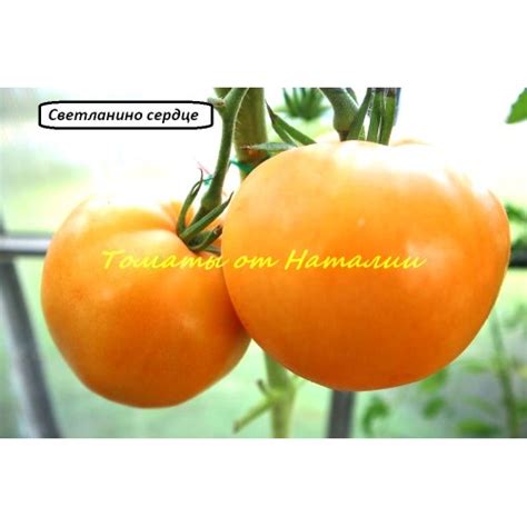 Светланино сердце
