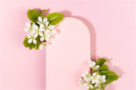 하얀 사과 나무 꽃이있는 텍스트 모형을위한 여름 분홍색 빈 둥근 아치 패드 파스텔 핑크에 딱딱한 빛에 녹색 잎 광고 브랜딩