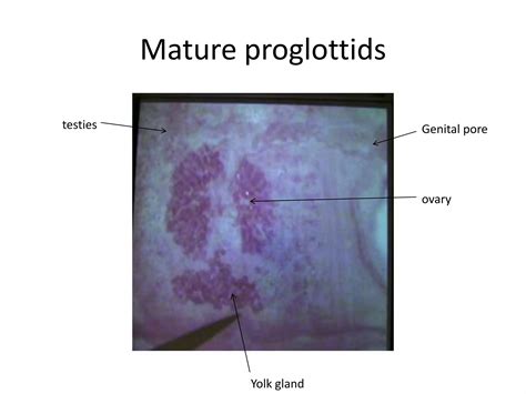 Exam Slides Powerpoint PPTX