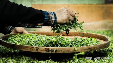 茶知识分享手工制茶与机器制茶各自的优势 知乎