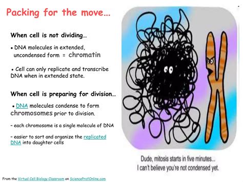 Cell Division Mitosis Meiosis Biology Lecture Power Point Vcb Cct PPT