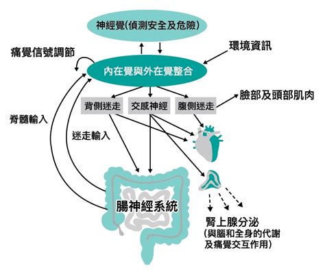不舒服找不到病因？從自律神經問題找方向，關於「迷走神經」10