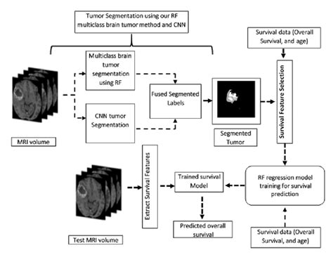 Pipeline For Tumor Segmentation And Survival Prediction Download