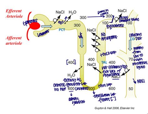 Renal System Flashcards Quizlet
