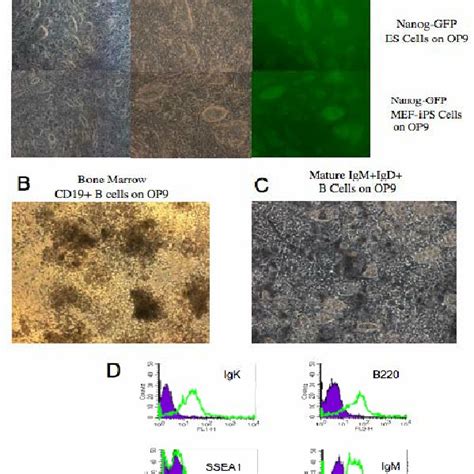 Figure S4 Teratoma Formation By Ib Ips Cells Download Scientific