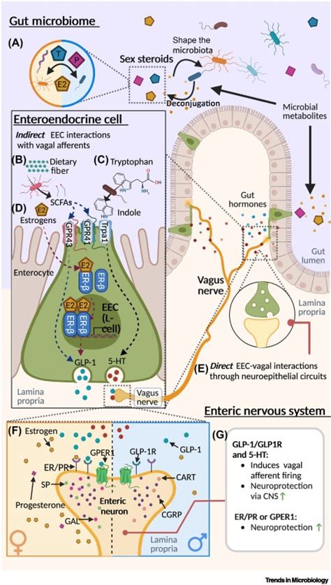 Sex Shapes Gut Microbiota Brain Communication And Disease Trends In