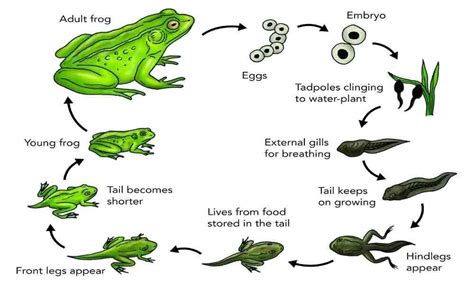 The Life Cycle Of A Frog