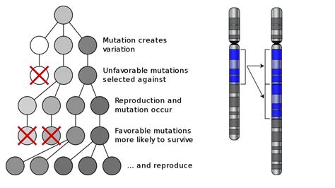 Simple Diffusion Definition Principle Examples Applications