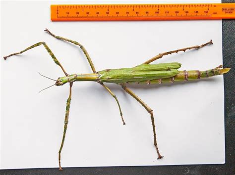 14 Fascinating Stick Insect Facts Fact Animal