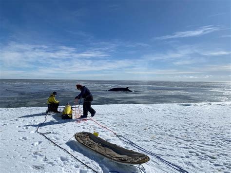 A Robot Got Stuck Under Antarctic Ice Years Ago Its Data Has Now Revealed