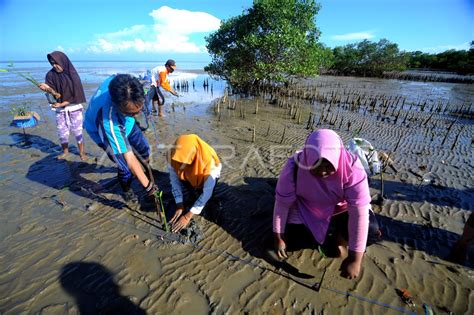 TANAM MANGROVE DI PAMEKASAN ANTARA Foto