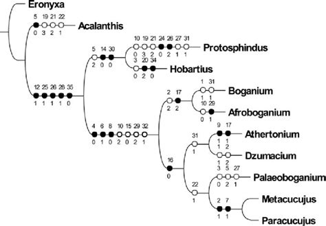 Majority Consensus Tree Of Two Maximum Parsimony Trees Length D 46 Ci